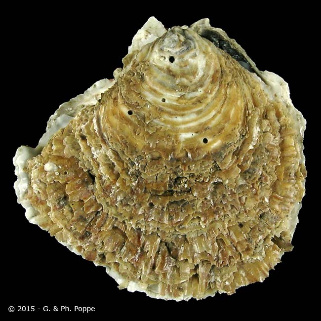 OSTREIDAE » Ostrea edulis , ID:464233 , Shell Detail « Shell ...