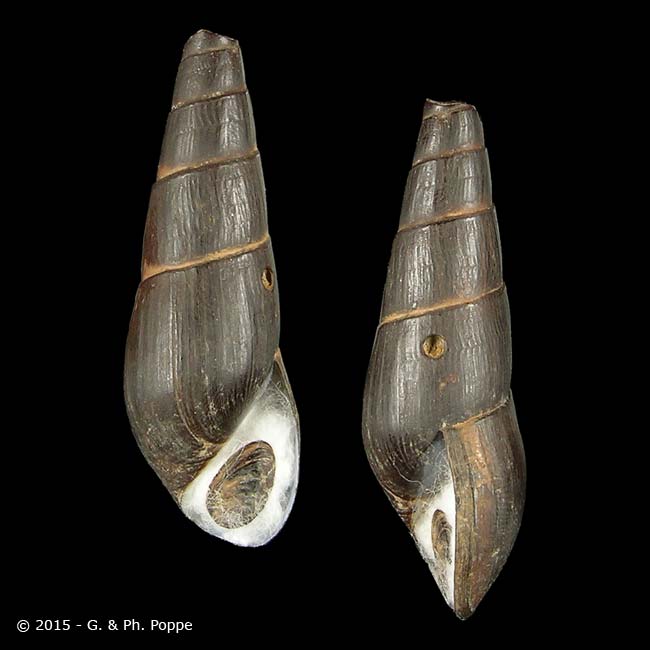 Shell Encyclopedia - Conchological MegaDatabase Iconographic Overview ...