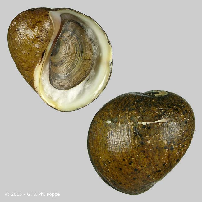 Shell Encyclopedia - Conchological MegaDatabase Iconographic Overview ...