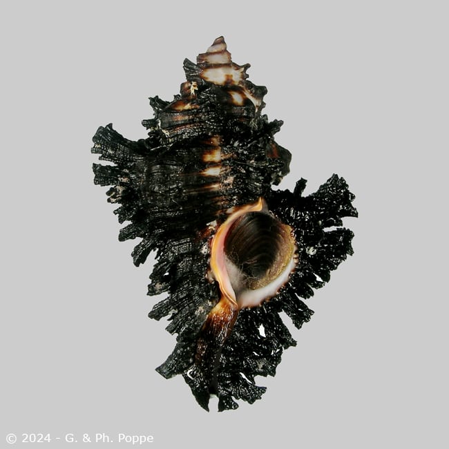 New Additions Shells For Sale | Conchology