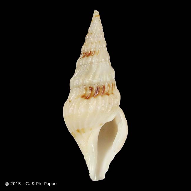 Shell Encyclopedia - Conchological MegaDatabase Iconographic Overview on Mollusks ...