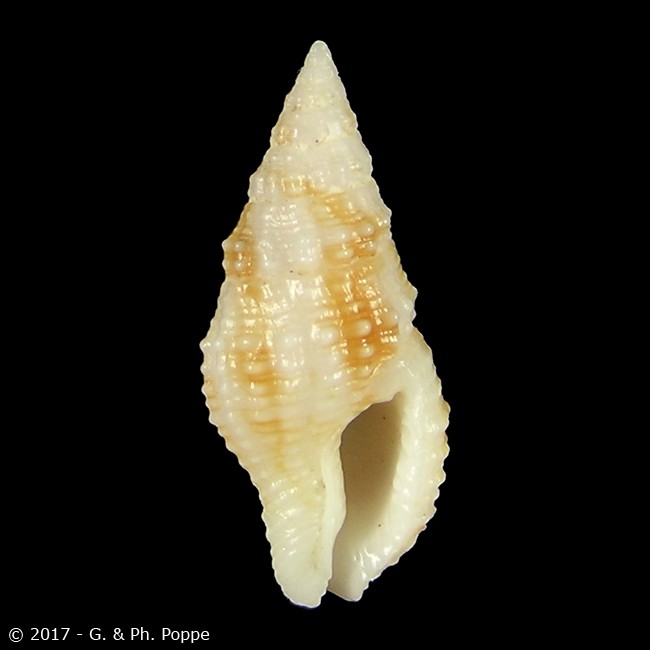 Shell Encyclopedia - Conchological MegaDatabase Iconographic Overview ...