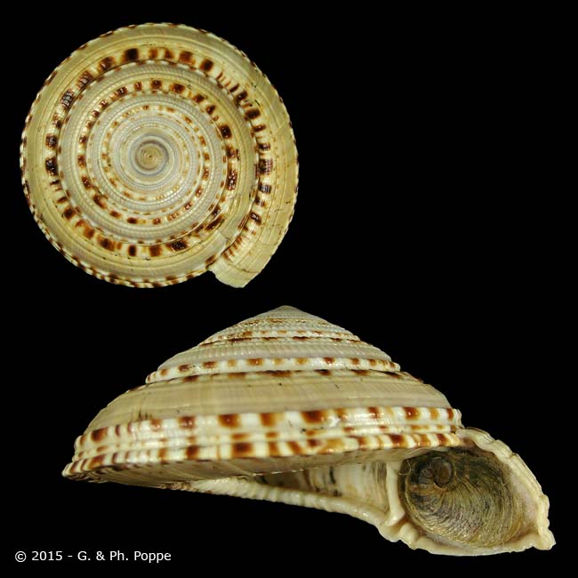 Shell Encyclopedia - Conchological MegaDatabase Iconographic Overview ...
