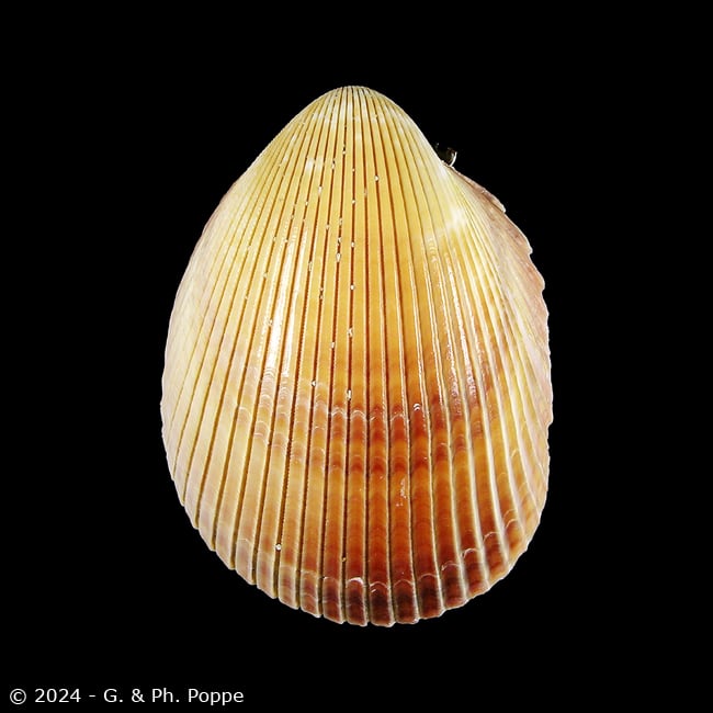 New Additions Shells For Sale | Conchology