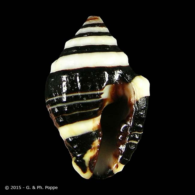 Shell Encyclopedia - Worms Details | Conchology | Conchology