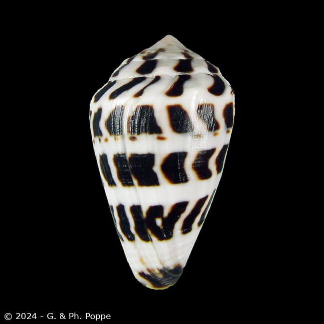 Featured Shells For Sale | Conchology