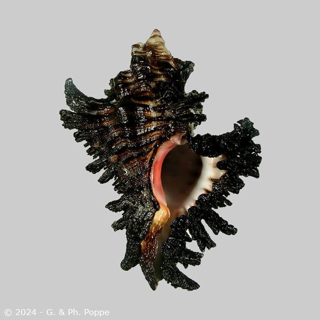 New Additions Shells For Sale | Conchology