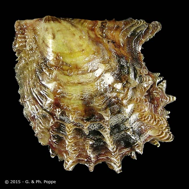 Pteriidae Pinctada Radiata Id 512333 Shell Detail « Shell