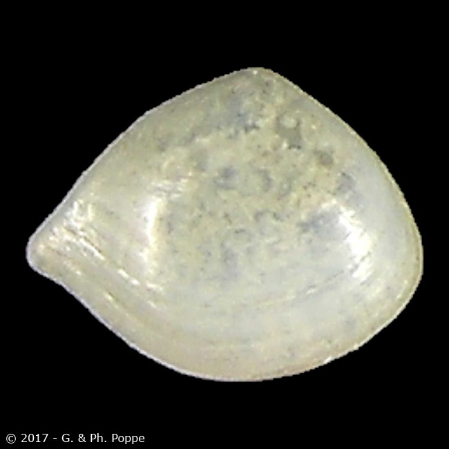 Shell Encyclopedia - Conchological MegaDatabase Iconographic Overview ...