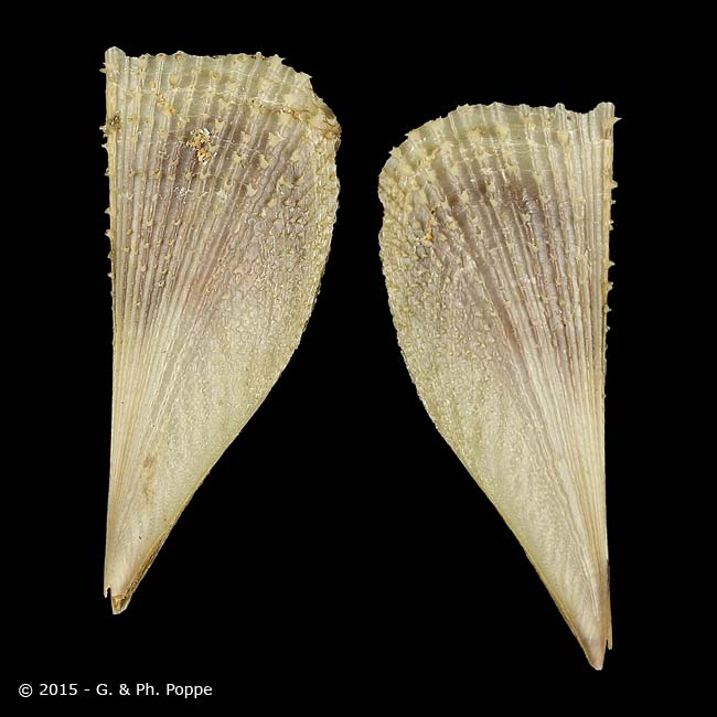 Shell Encyclopedia - Conchological MegaDatabase Iconographic Overview ...