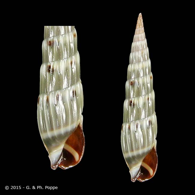 Shell Encyclopedia - Conchological MegaDatabase Iconographic Overview ...