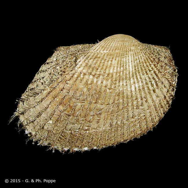 Shell Encyclopedia - Worms Details | Conchology | Conchology