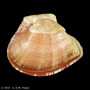 Shell Encyclopedia - Conchological MegaDatabase Iconographic Overview ...