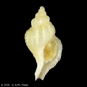 Shell Encyclopedia - Conchological MegaDatabase Iconographic Overview ...