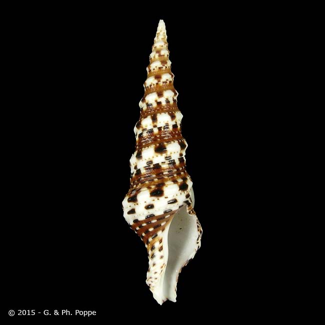 Shell Encyclopedia - Conchological MegaDatabase Iconographic Overview ...