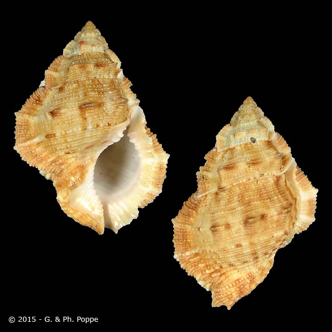 Featured Shells For Sale | Conchology