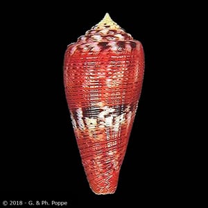 Shell Encyclopedia - Conchological MegaDatabase Iconographic Overview ...