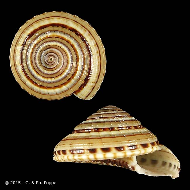 Shell Encyclopedia - Worms Details | Conchology | Conchology