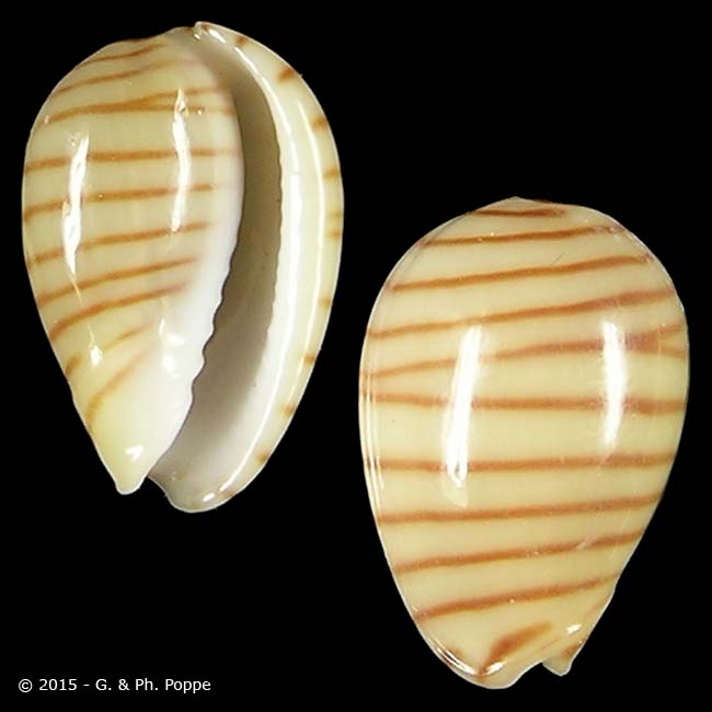 Featured Shells For Sale | Conchology