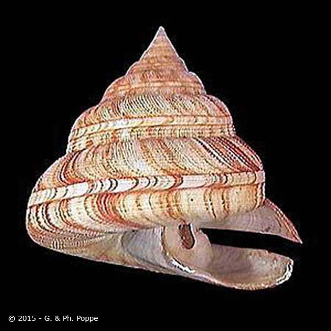 Shell Encyclopedia - Worms Details | Conchology | Conchology