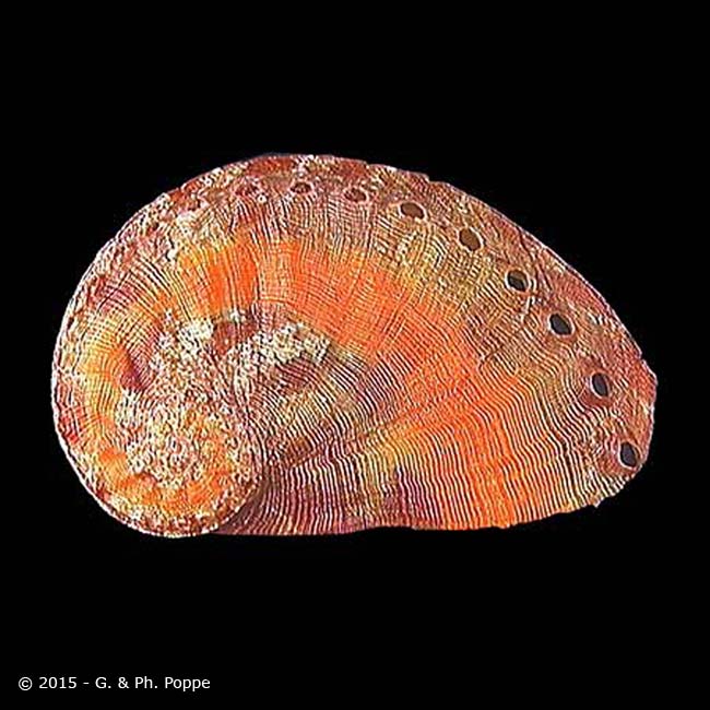 Shell Encyclopedia - Worms Details | Conchology | Conchology