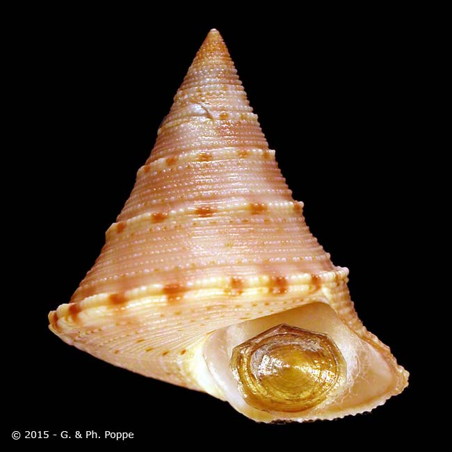 Shell Encyclopedia - Conchological MegaDatabase Iconographic Overview ...