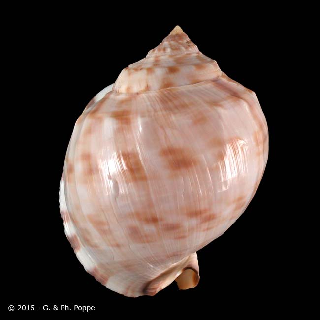 Shell Encyclopedia - Worms Details | Conchology | Conchology