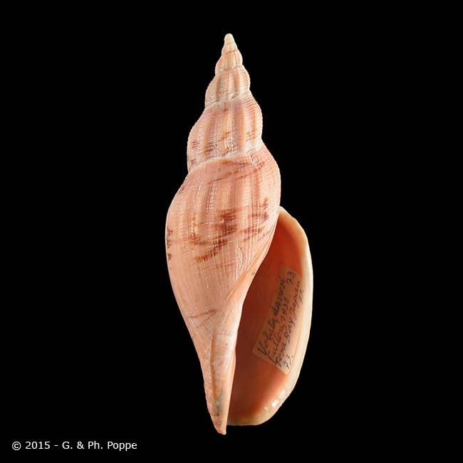 Shell Encyclopedia - Worms Details | Conchology | Conchology