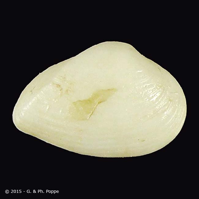 Shell Encyclopedia - Conchological MegaDatabase Iconographic Overview ...