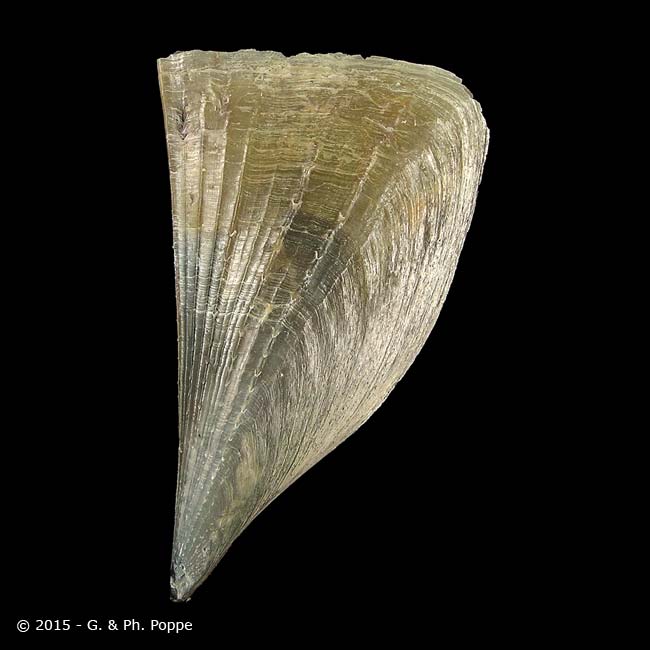 Shell Encyclopedia - Conchological MegaDatabase Iconographic Overview ...