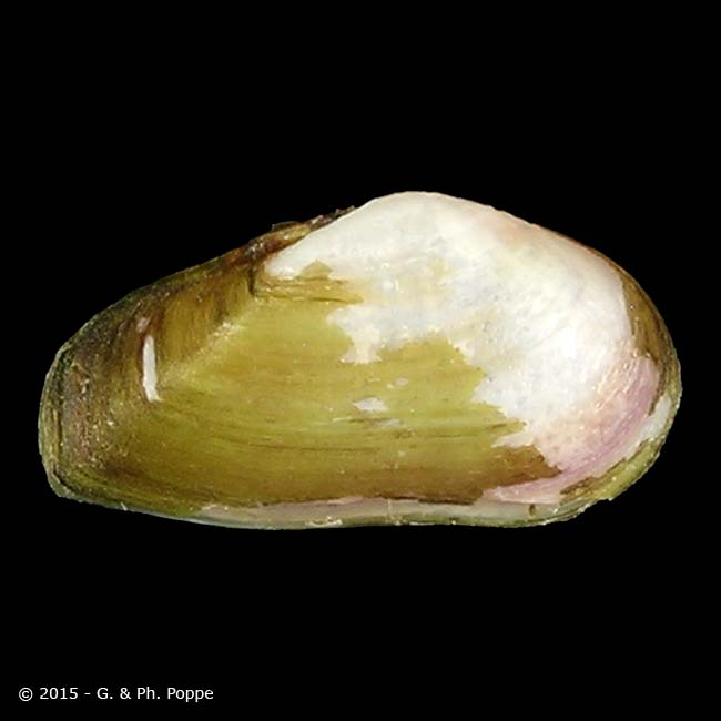 Shell Encyclopedia - Conchological MegaDatabase Iconographic Overview on Mollusks ...