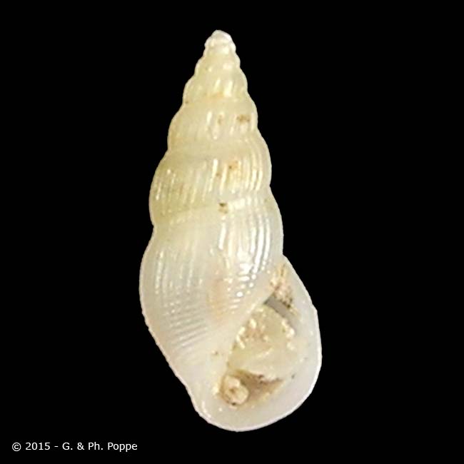 Shell Encyclopedia - Worms Details | Conchology | Conchology