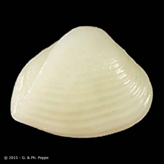 Shell Encyclopedia - Conchological MegaDatabase Iconographic Overview ...