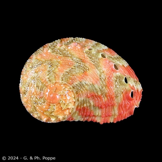 New Additions Shells For Sale | Conchology