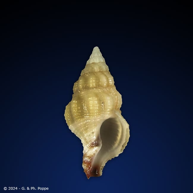 New Additions Shells For Sale | Conchology