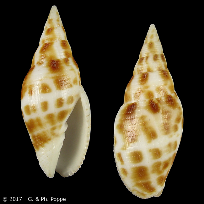 Shell Encyclopedia - Conchological MegaDatabase Iconographic Overview ...