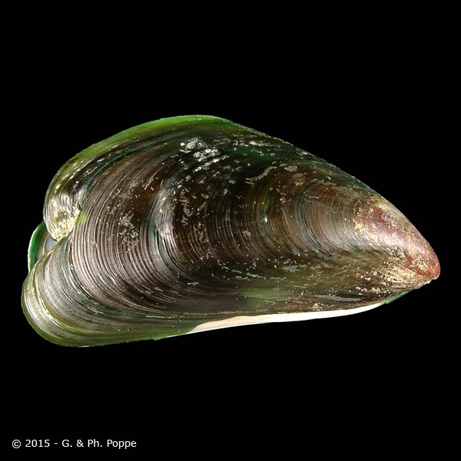 Shell Encyclopedia - Worms Details | Conchology | Conchology