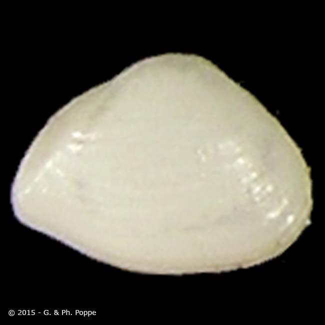 Shell Encyclopedia - Conchological MegaDatabase Iconographic Overview ...