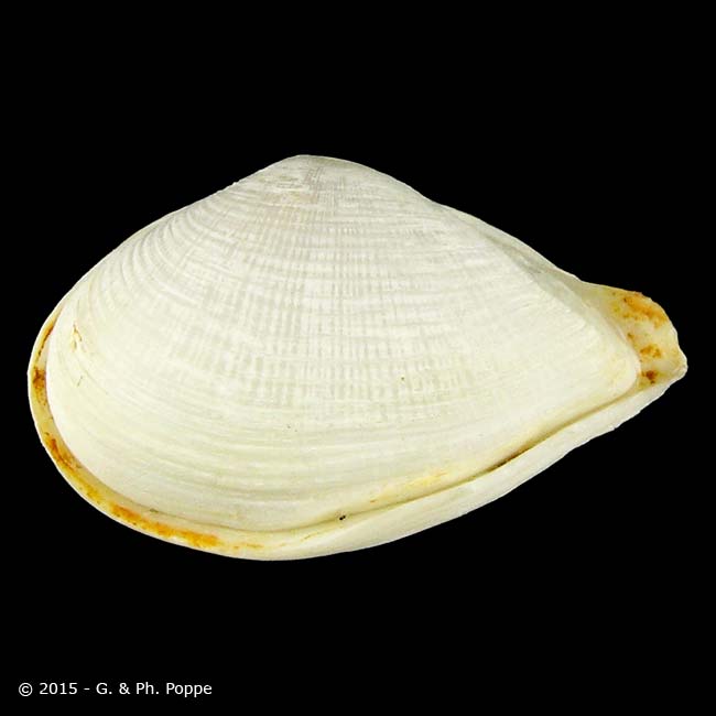 Shell Encyclopedia - Conchological MegaDatabase Iconographic Overview on Mollusks ...