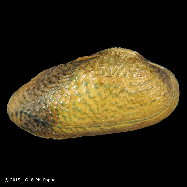 Shell Encyclopedia - Worms Details | Conchology | Conchology