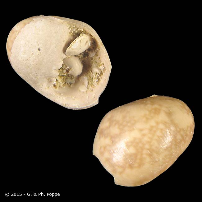 for Sale | Conchology