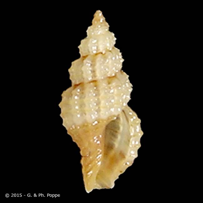 Shell Encyclopedia - Conchological MegaDatabase Iconographic Overview ...