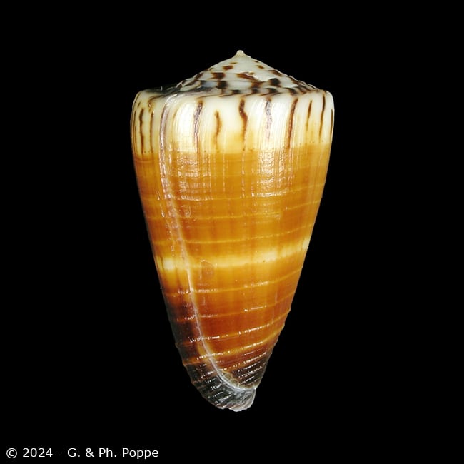 Shells For Sale Shown by Species: CONIDAE - INDO-PACIFIC, Strategoconus planorbis for Sale