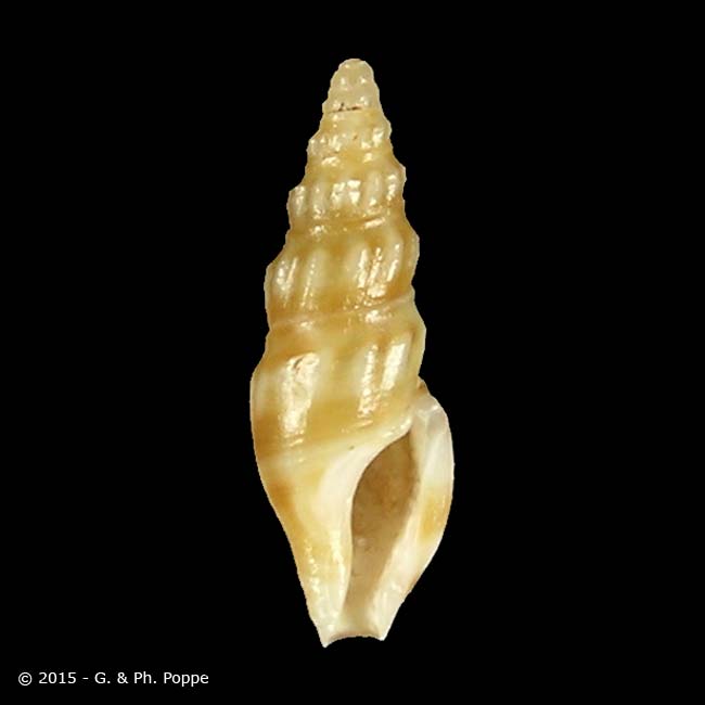 Shell Encyclopedia - Conchological MegaDatabase Iconographic Overview on Mollusks ...