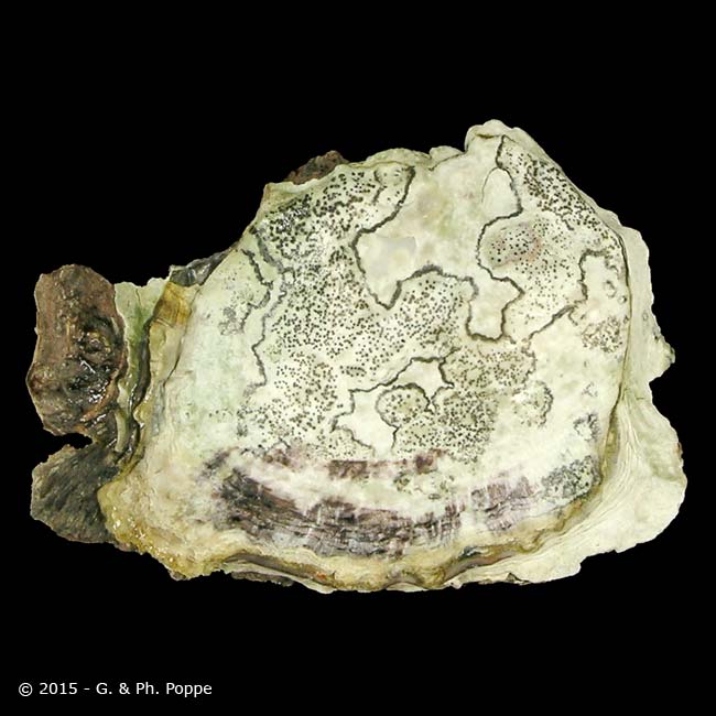 Shell Encyclopedia - Conchological MegaDatabase Iconographic Overview ...