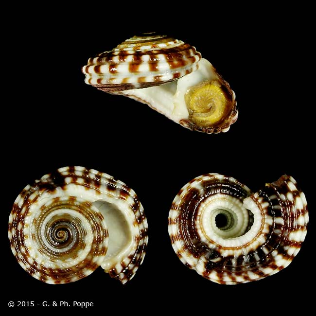 Shell Encyclopedia - Conchological MegaDatabase Iconographic Overview ...