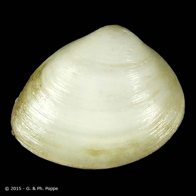 Featured Shells For Sale | Conchology