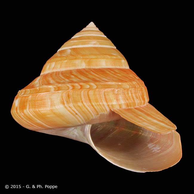 Shell Encyclopedia - Worms Details | Conchology | Conchology