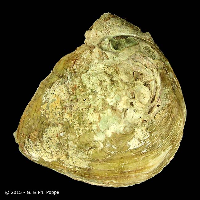 Shell Encyclopedia - Conchological MegaDatabase Iconographic Overview ...