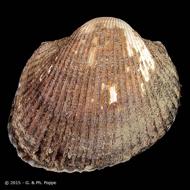 Shell Encyclopedia - Conchological MegaDatabase Iconographic Overview ...